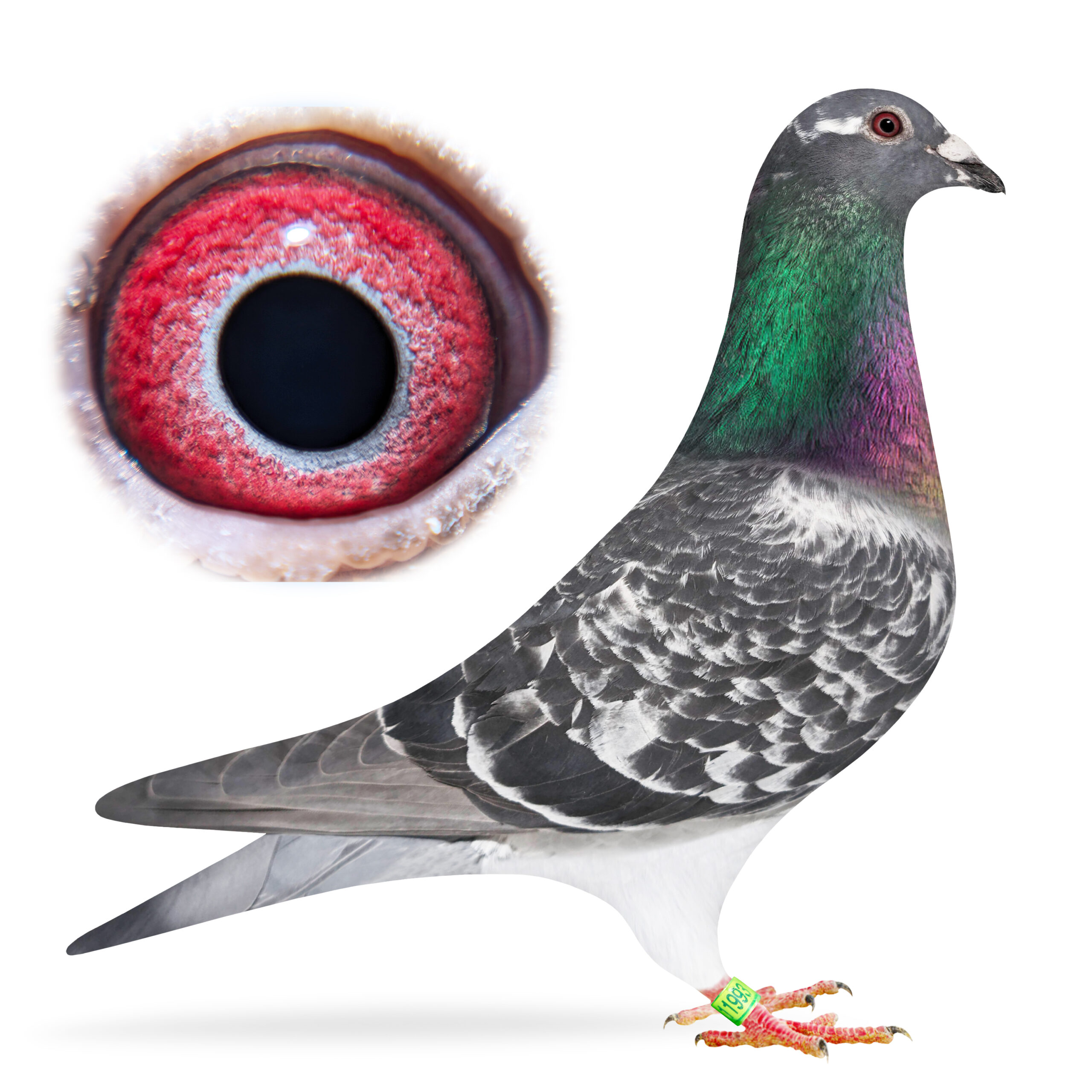 GB23Z 11993 - Northern Premier Online Auctions