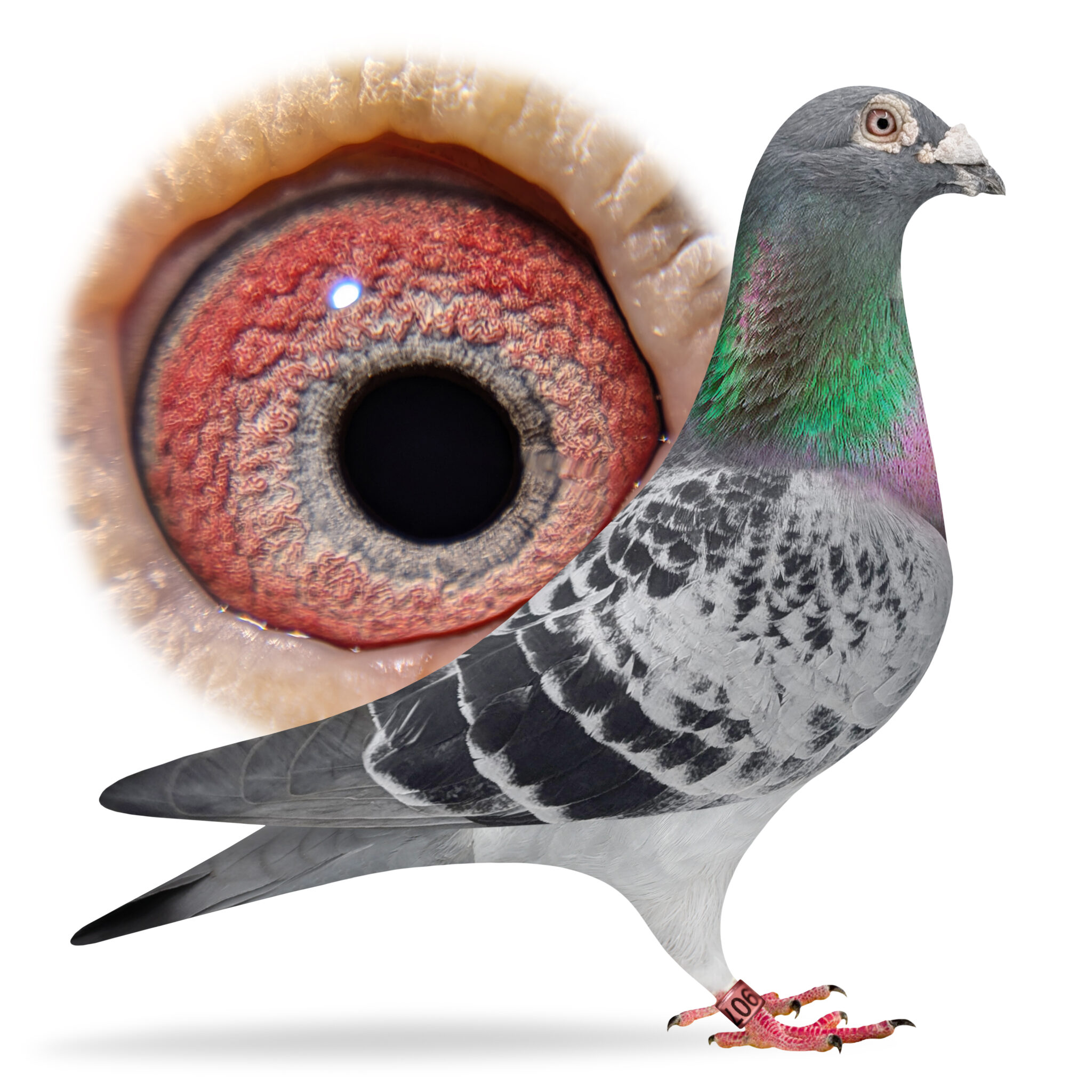 Northern Premier Online Auctions - Racing Pigeons Online