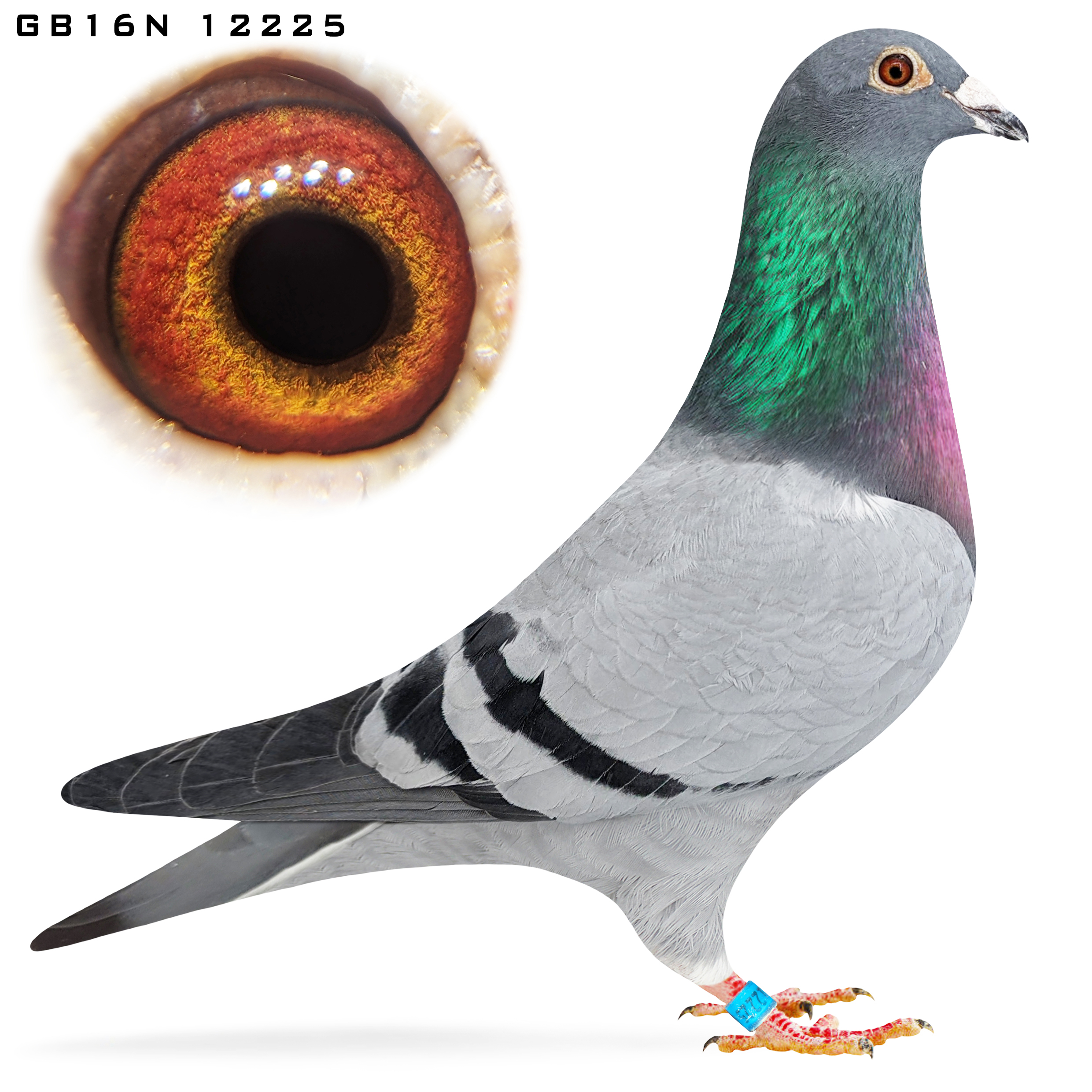 GB16N 12225 - Northern Premier Online Auctions