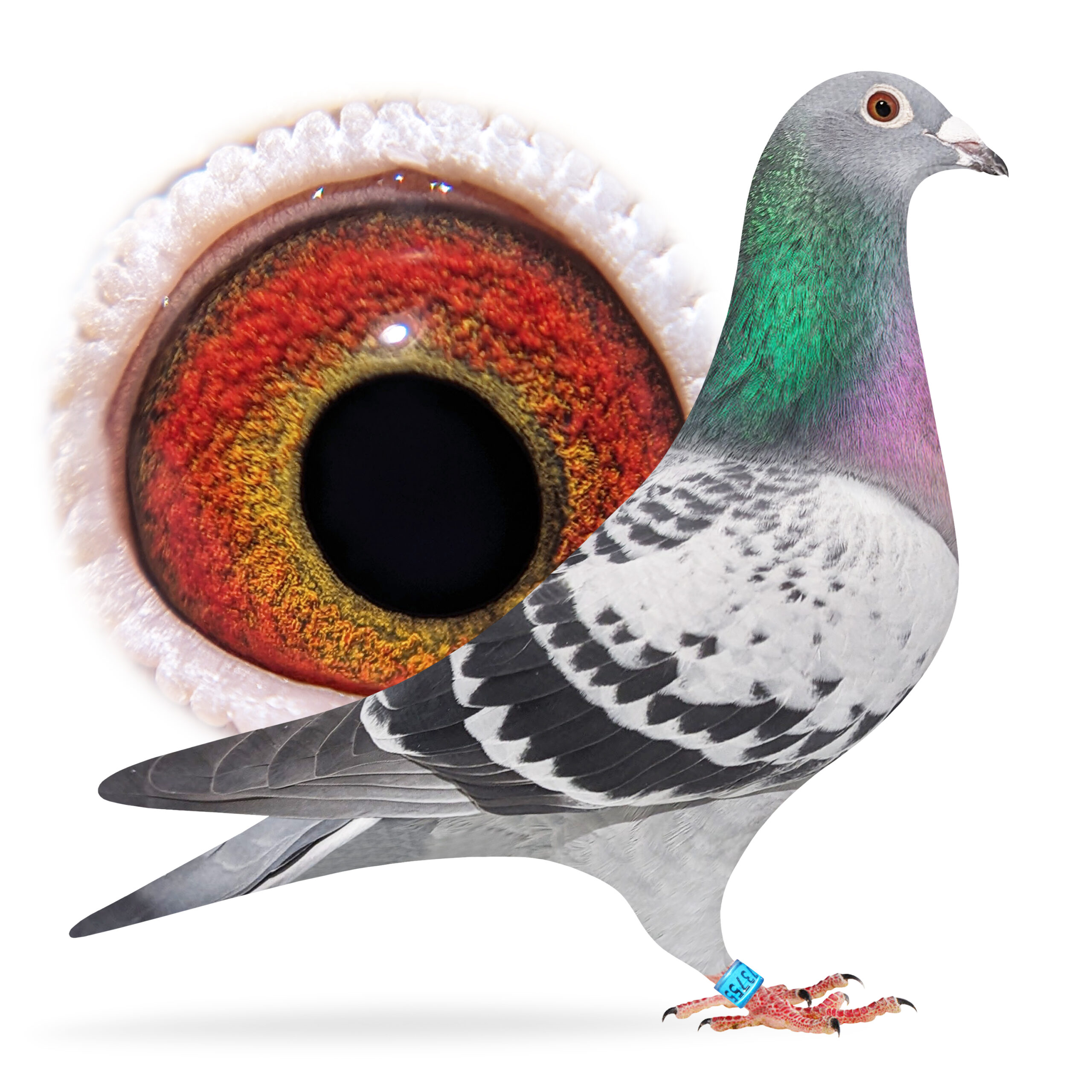 GB21V 73755 - Northern Premier Online Auctions