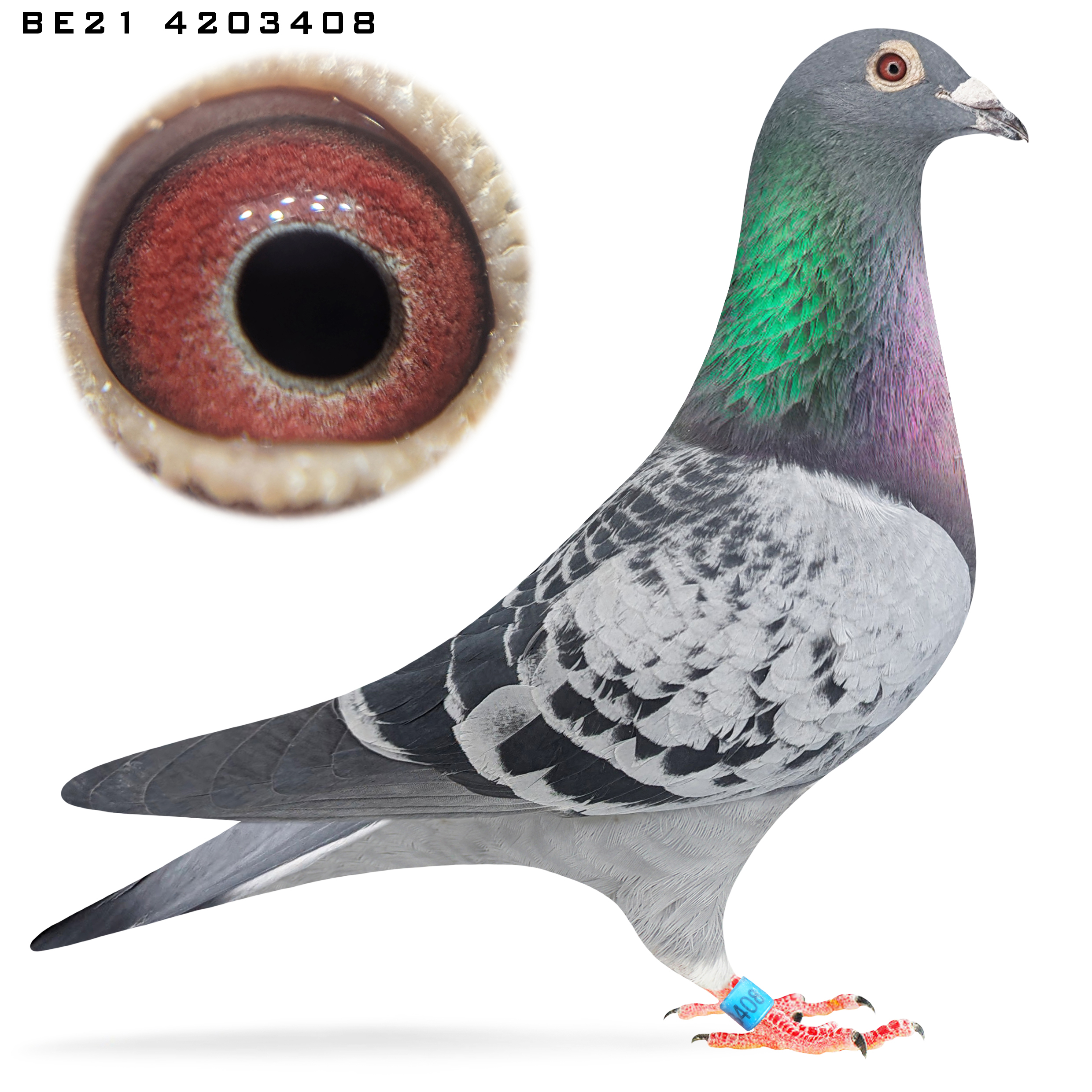 BE21 4203408 - Northern Premier Online Auctions