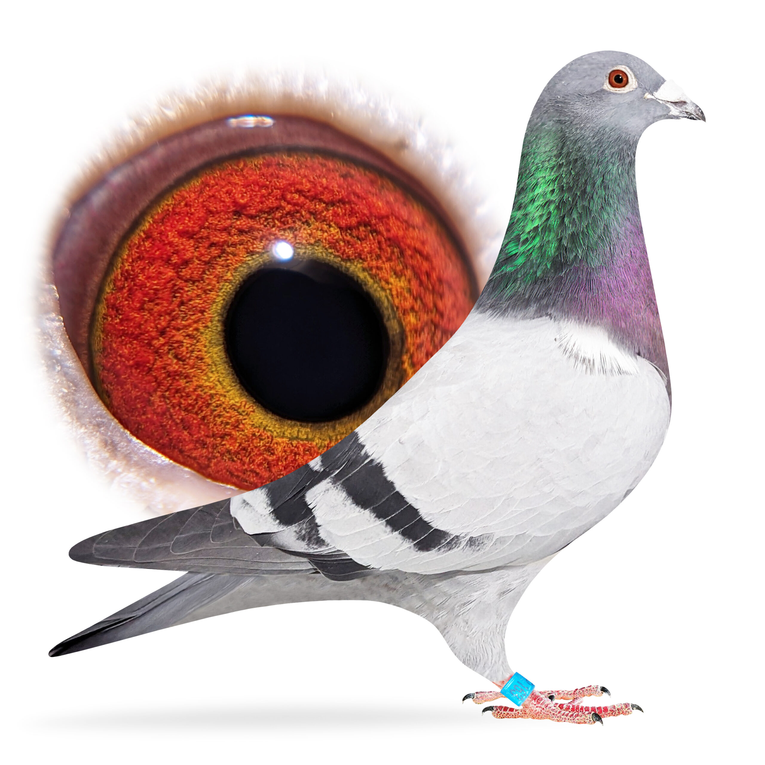 21 NP 163 - Northern Premier Online Auctions