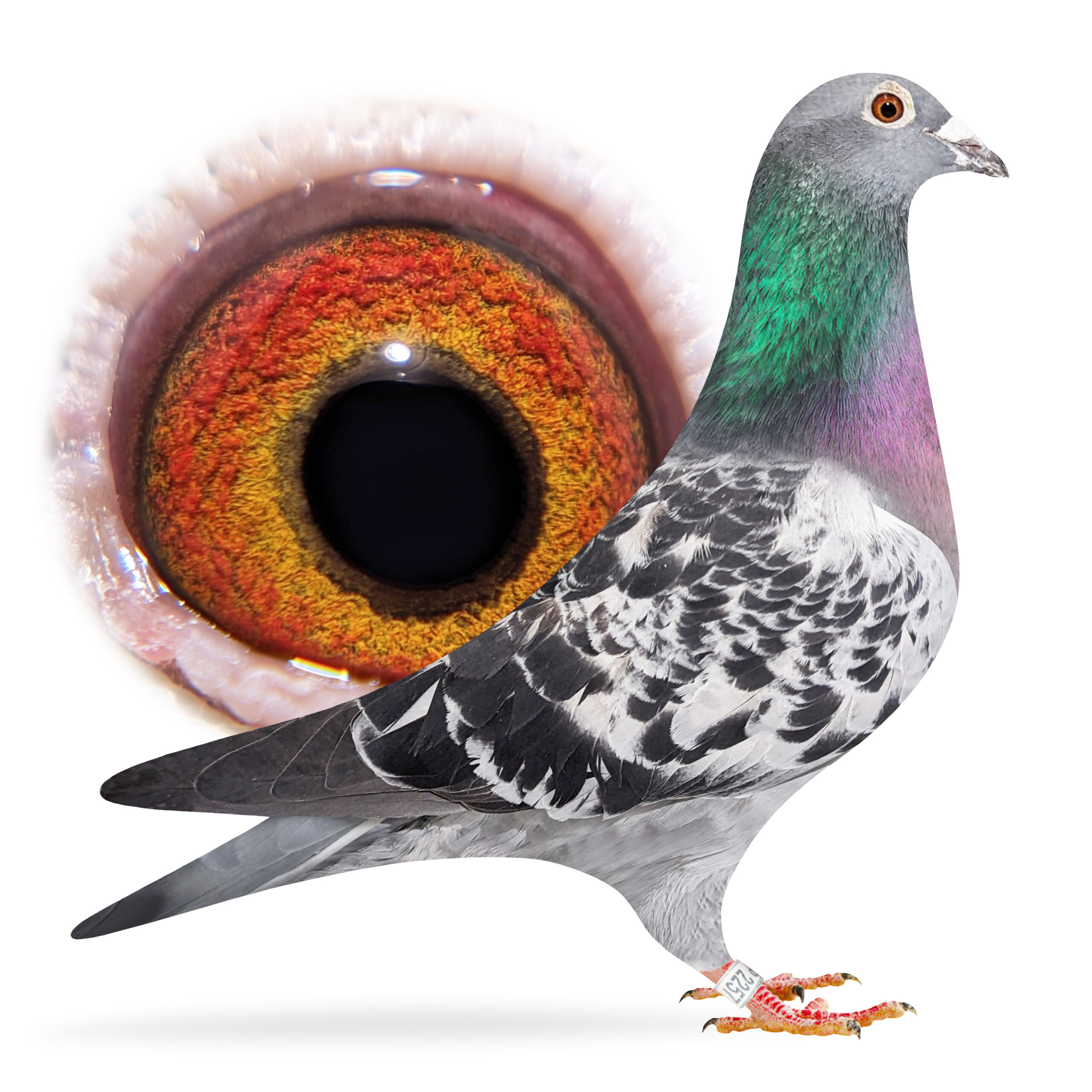 20 AP-2257 - Northern Premier Online Auctions