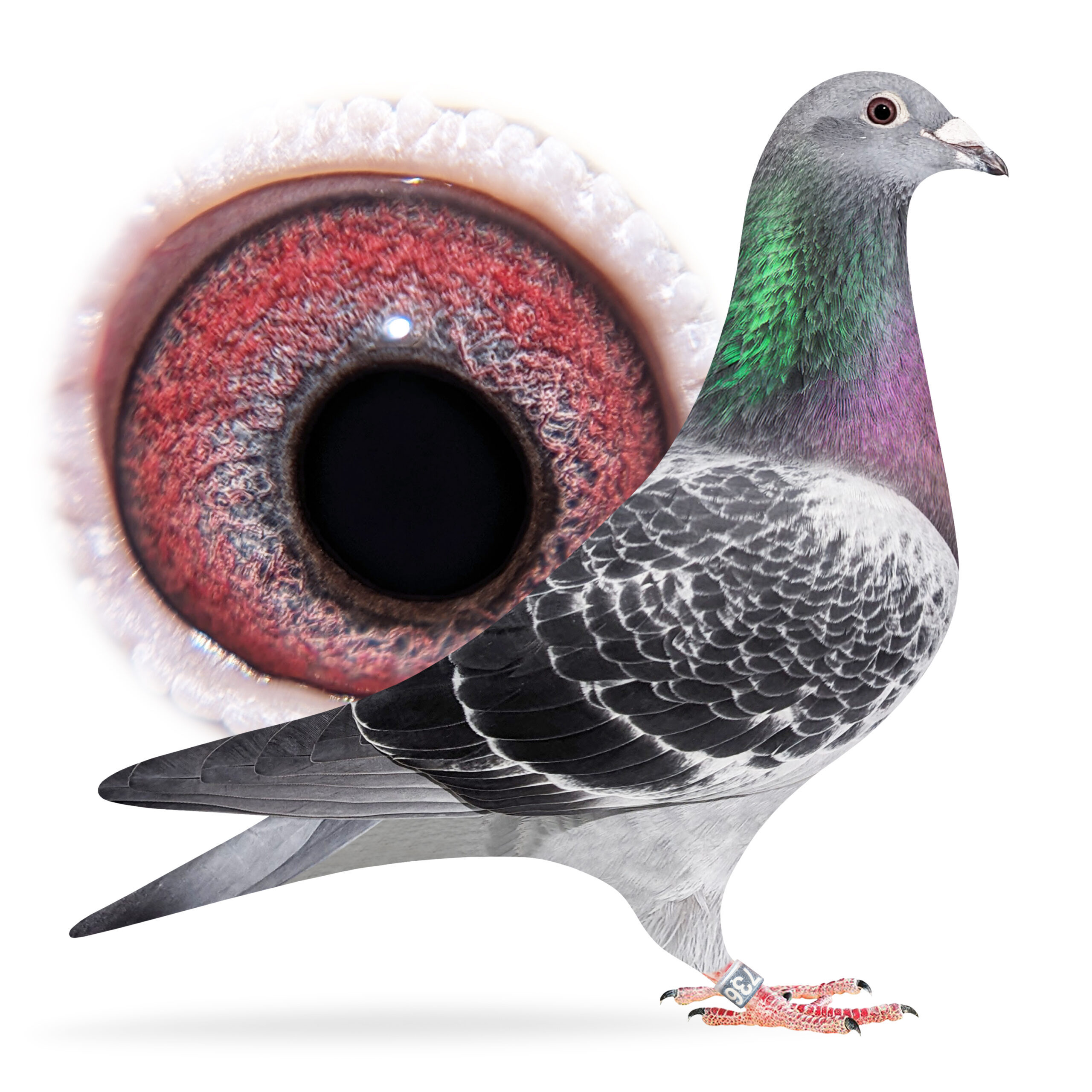 SU18 736 - Northern Premier Online Auctions