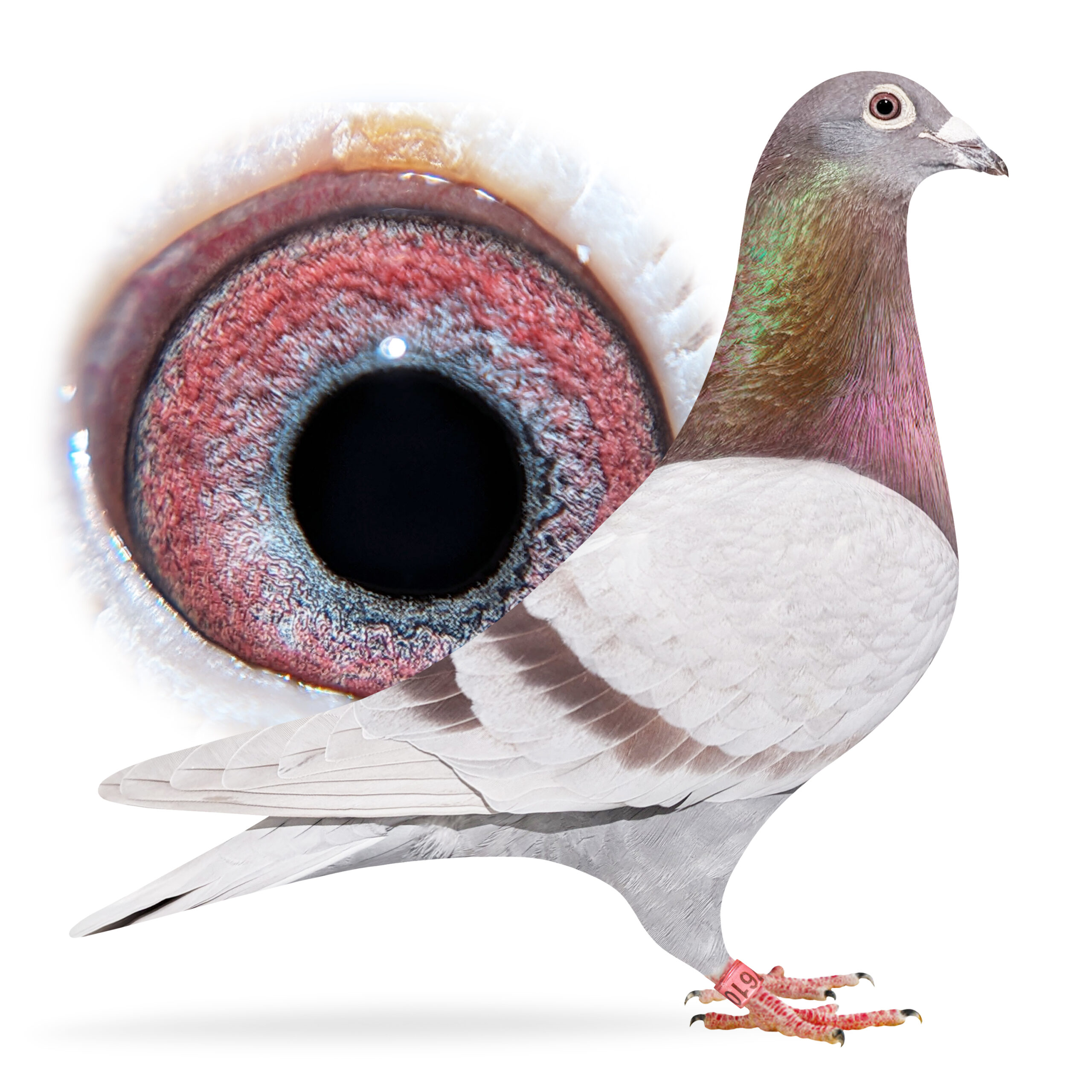 SU19 7610 - Northern Premier Online Auctions