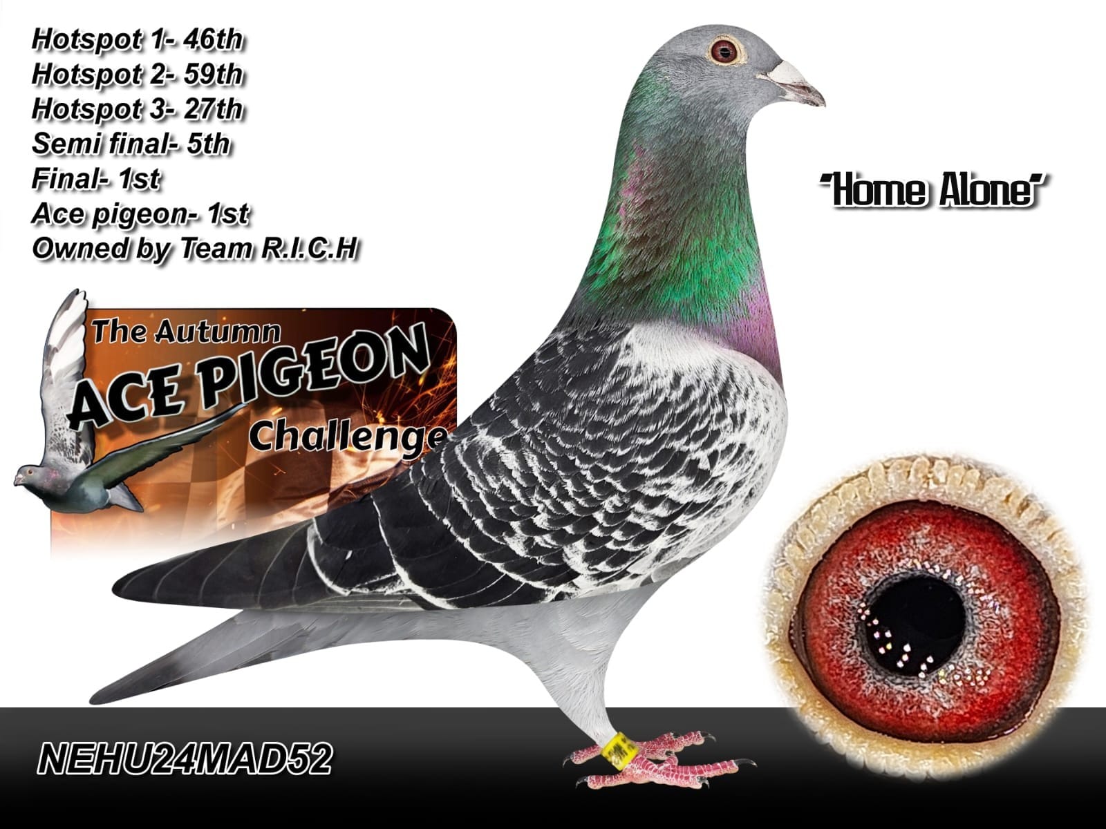 Northern Premier Online Auctions - Racing Pigeons Online