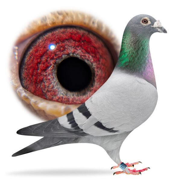 Northern Premier Online Auctions - Racing Pigeons Online