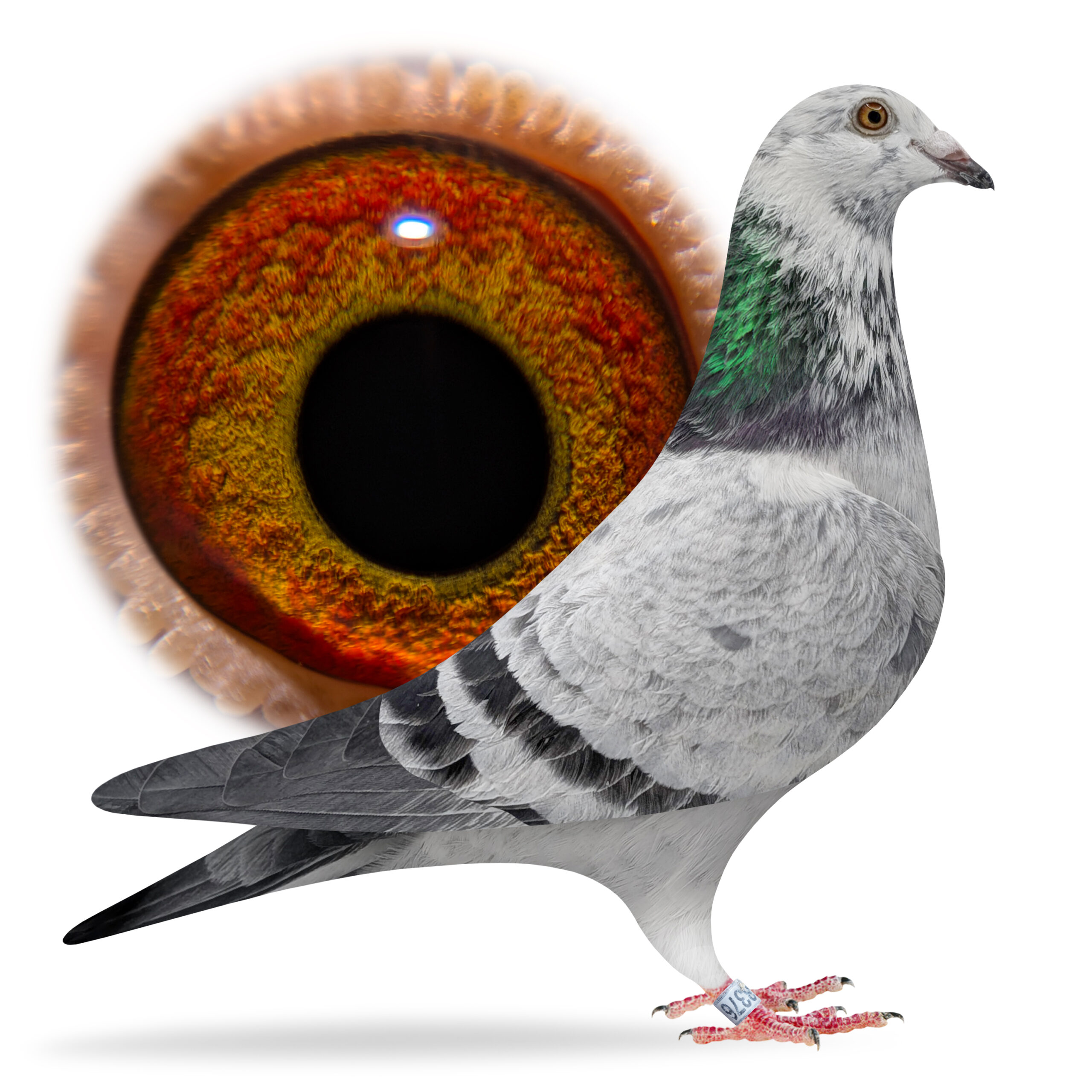 GB25S 68376 - Northern Premier Online Auctions