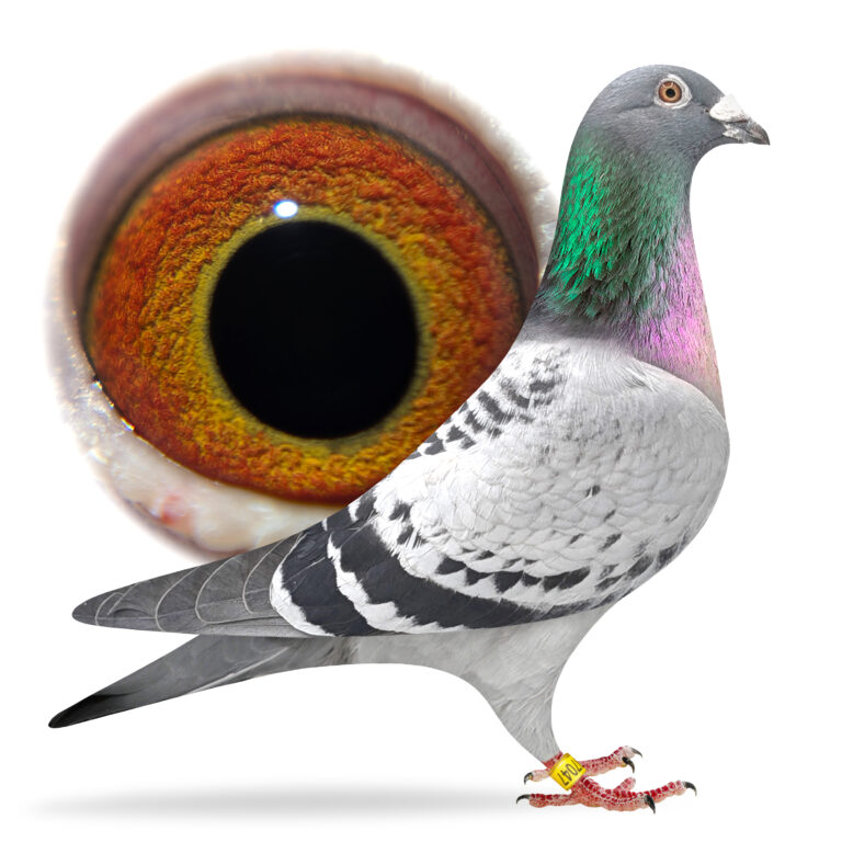 Northern Premier Online Auctions - Racing Pigeons Online