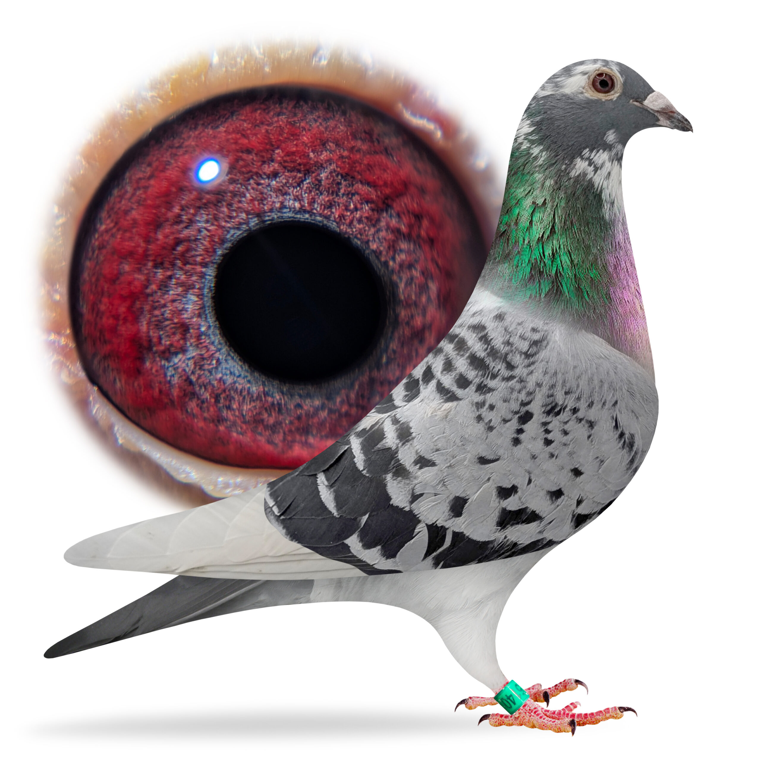 WHU 25 G15140 - Northern Premier Online Auctions