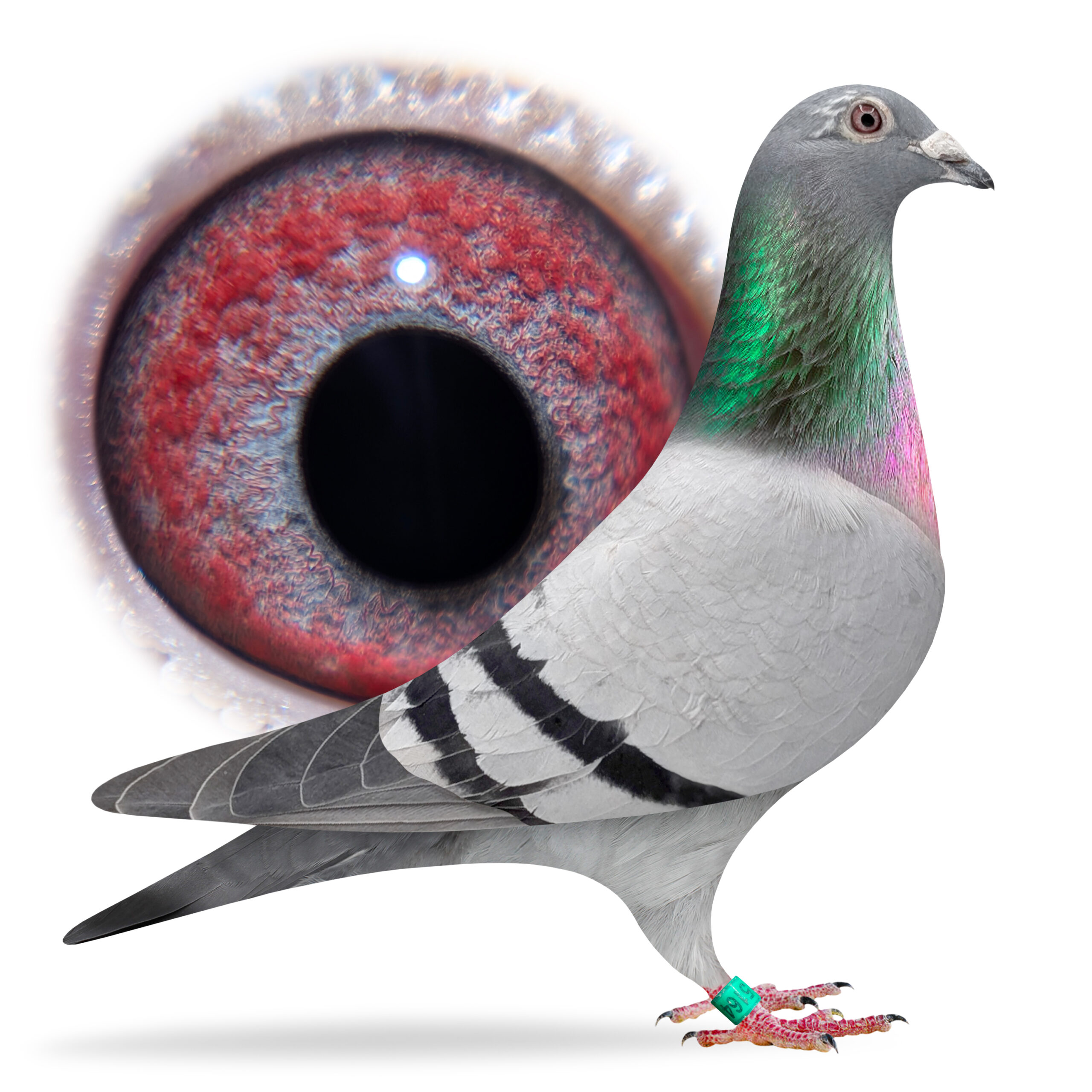 WHU 25 G15164 - Northern Premier Online Auctions